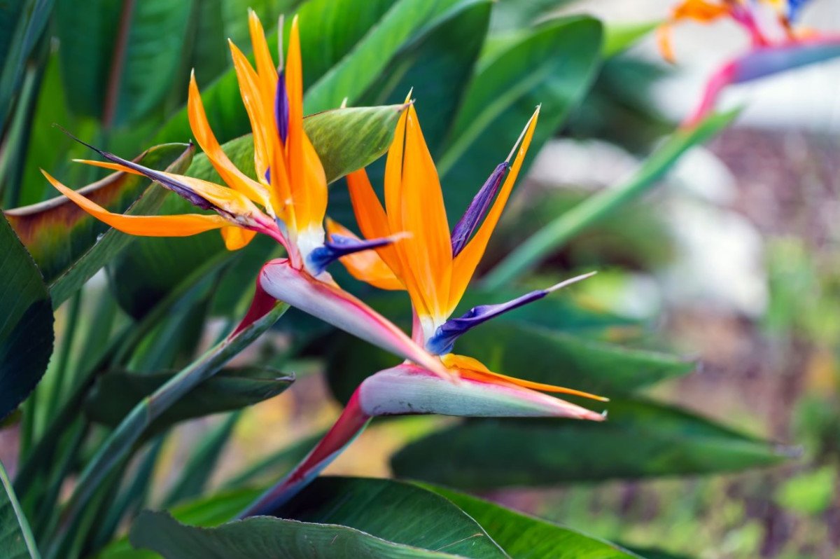 Cómo se reproduce la flor del pájaro y cuáles son sus cuidados