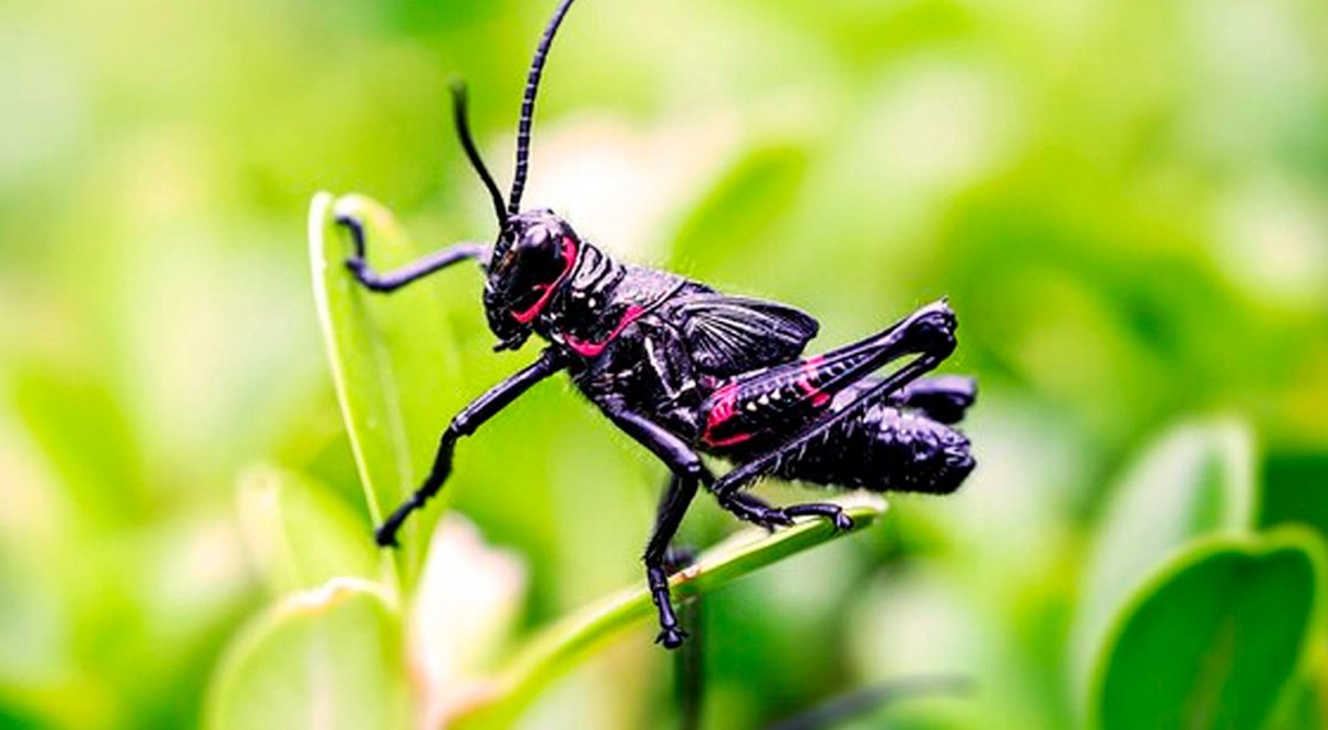 Qué significa tener un grillo en la casa según la creencia popular