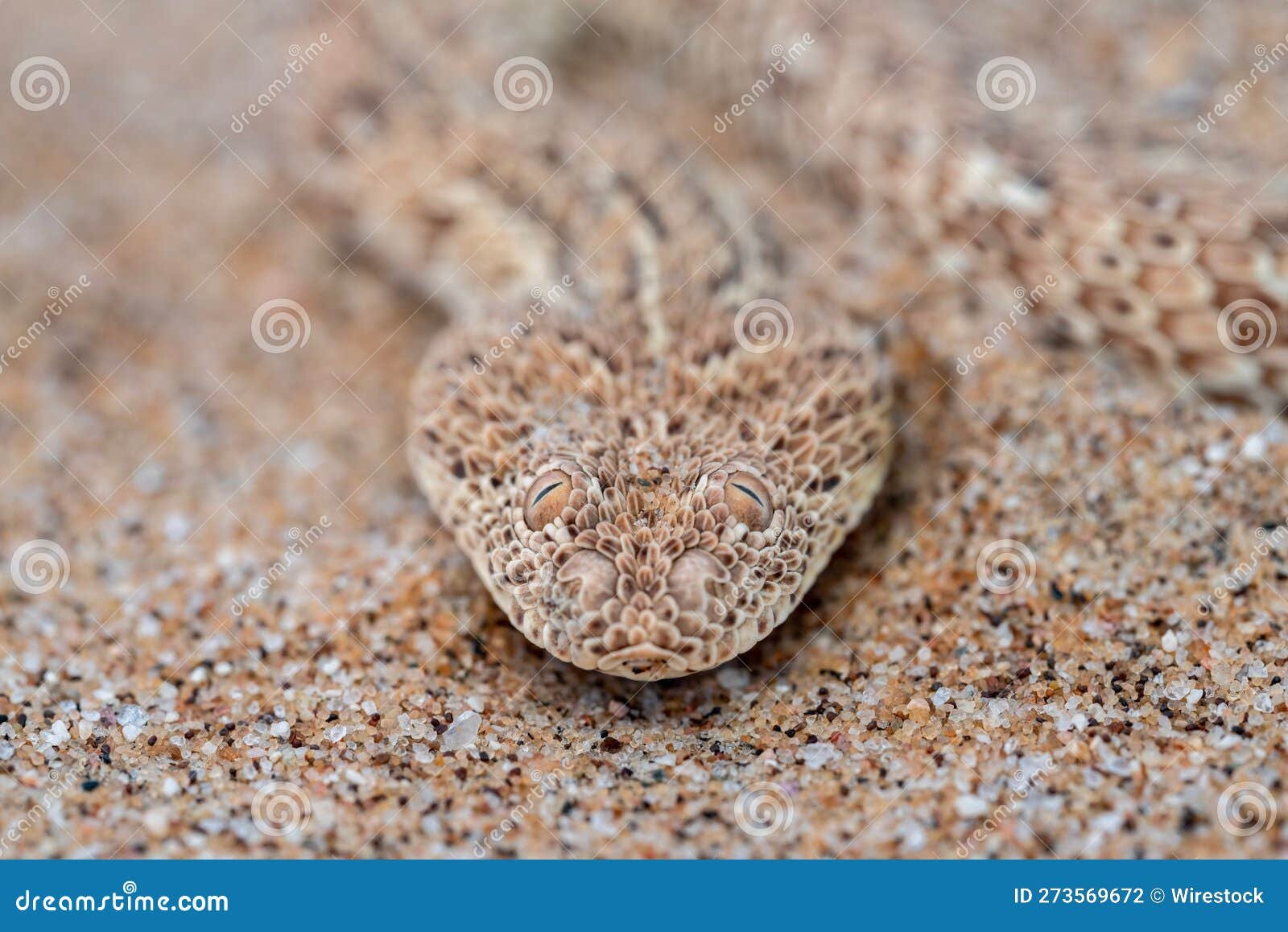 Por qué sueño con una serpiente en mi cuerpo y qué significa
